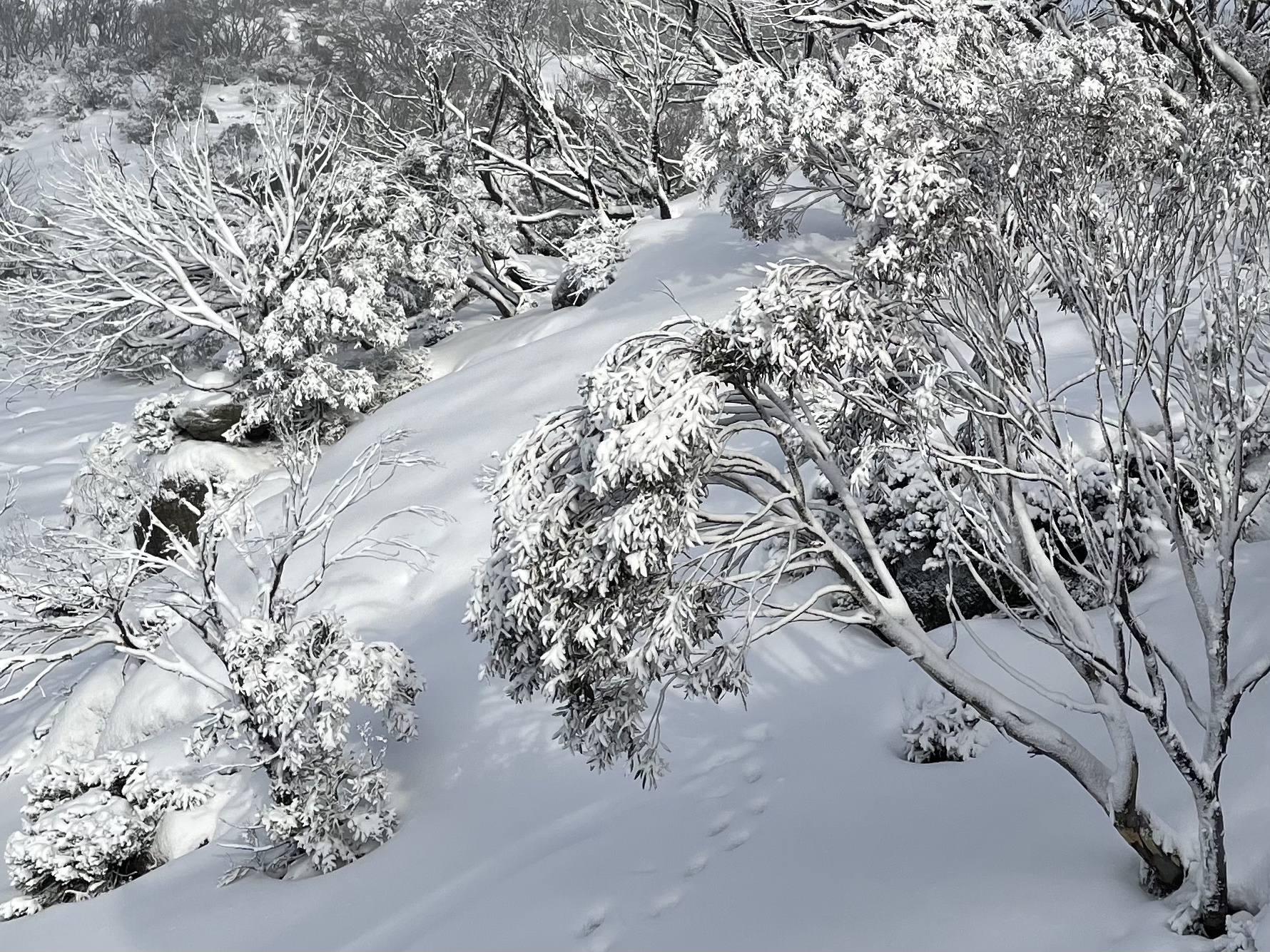 Weather & Snow Conditions – South Perisher Co-operative Alpine Club